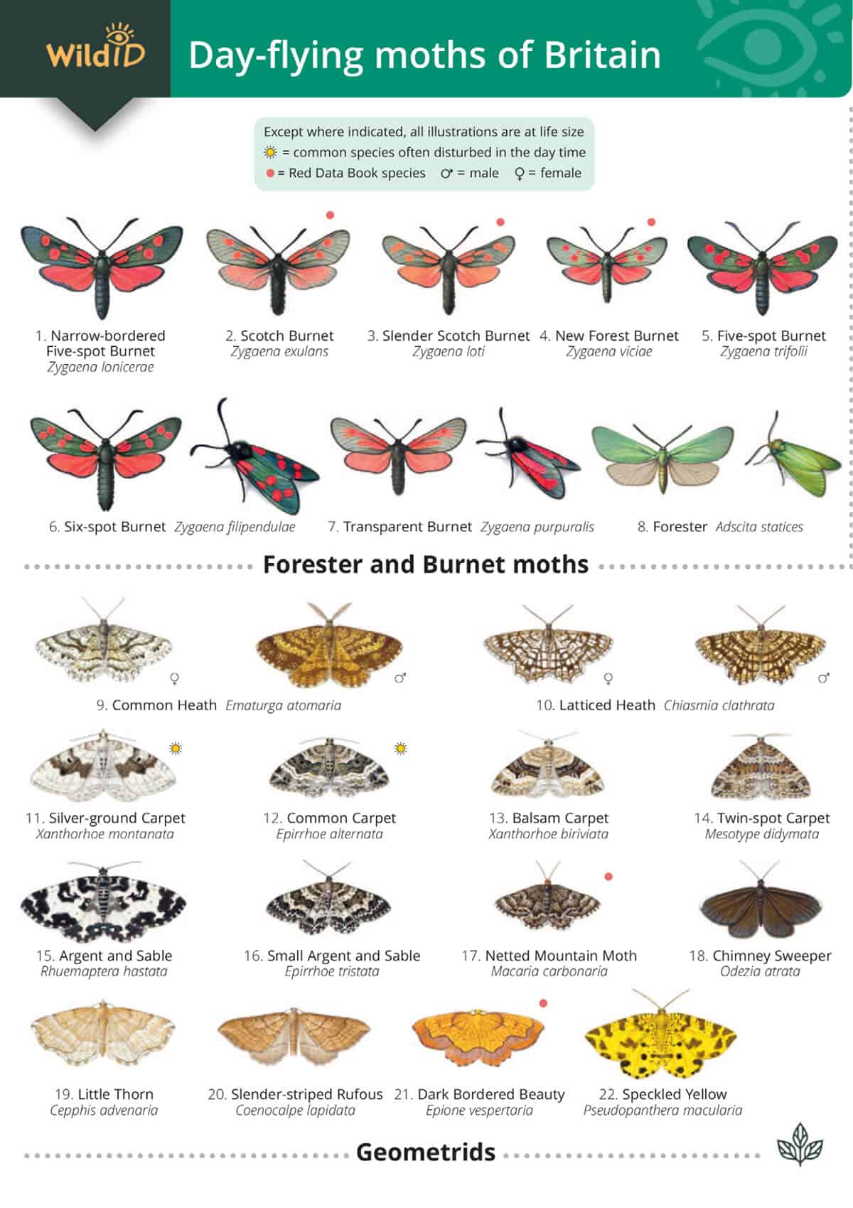 Hawkmoths guide – Field Studies Council