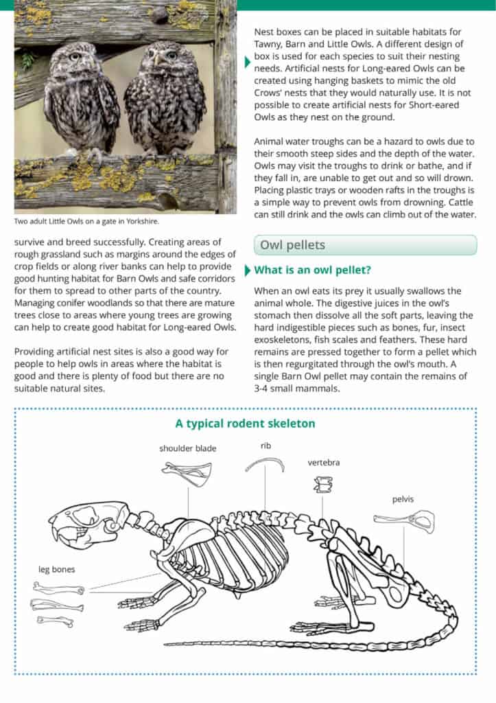 Owls and owl pellets guide – Field Studies Council