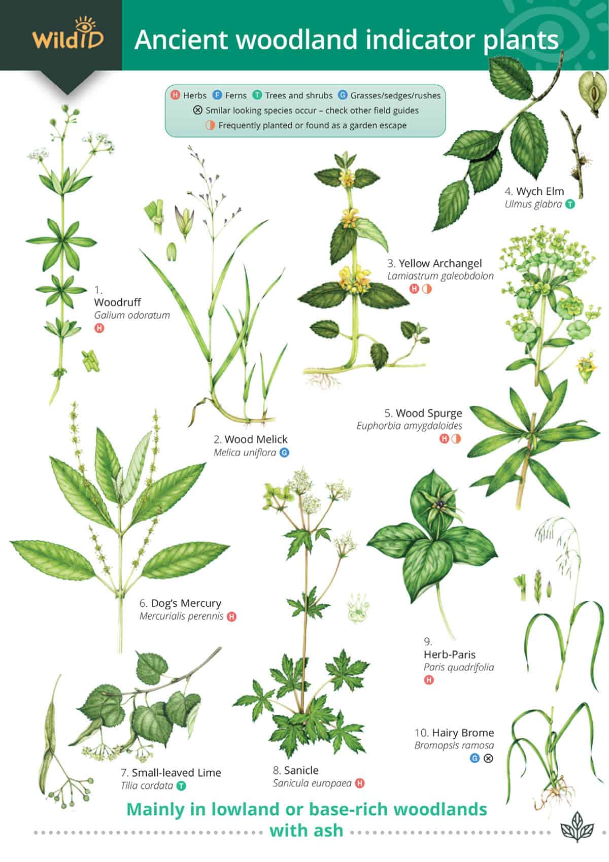 Ferns guide – Field Studies Council