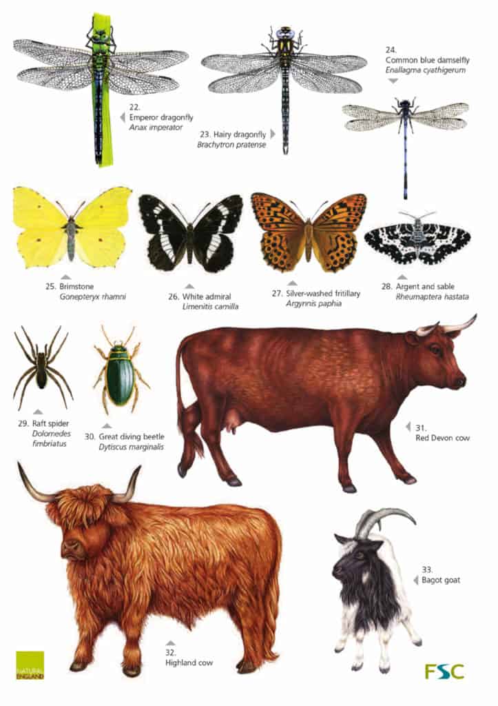 Shapwick Heath – Field Studies Council