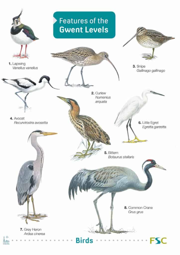 Features of the Gwent Levels – Field Studies Council