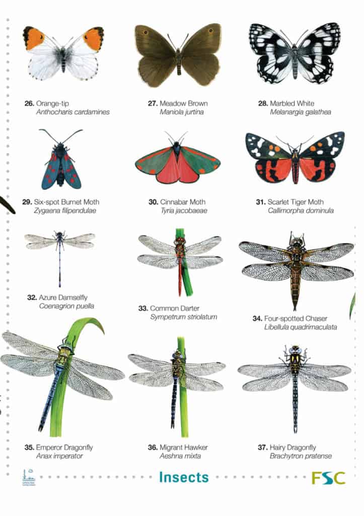 Features of the Gwent Levels – Field Studies Council