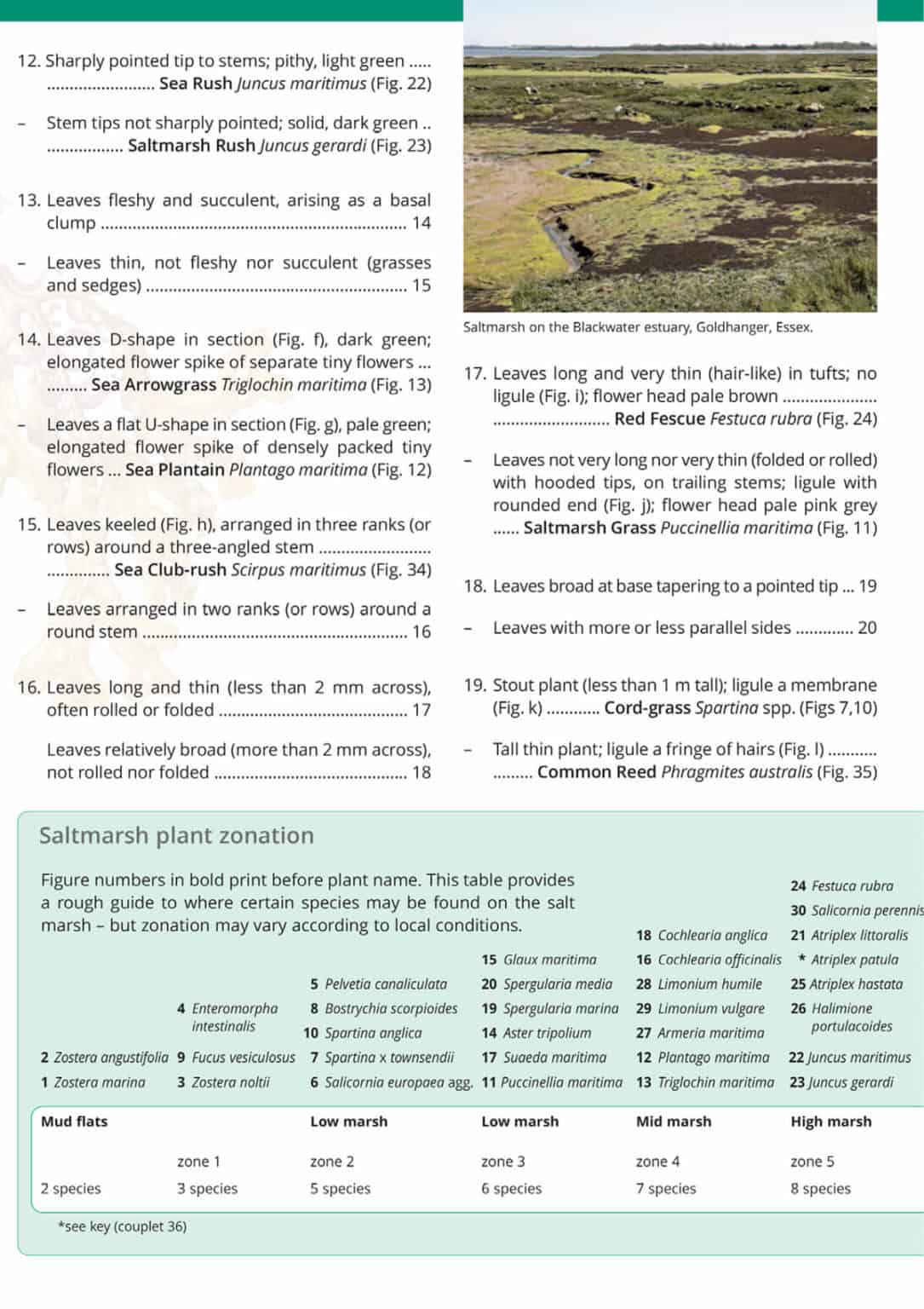 Saltmarsh guide – Field Studies Council