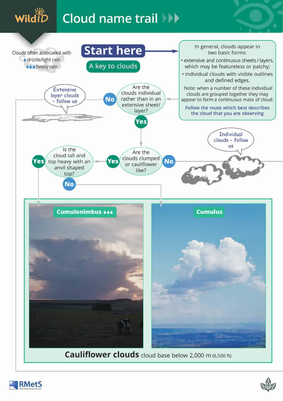 Trees Guide for Great Britain & Ireland | FSC Tree Name Trail