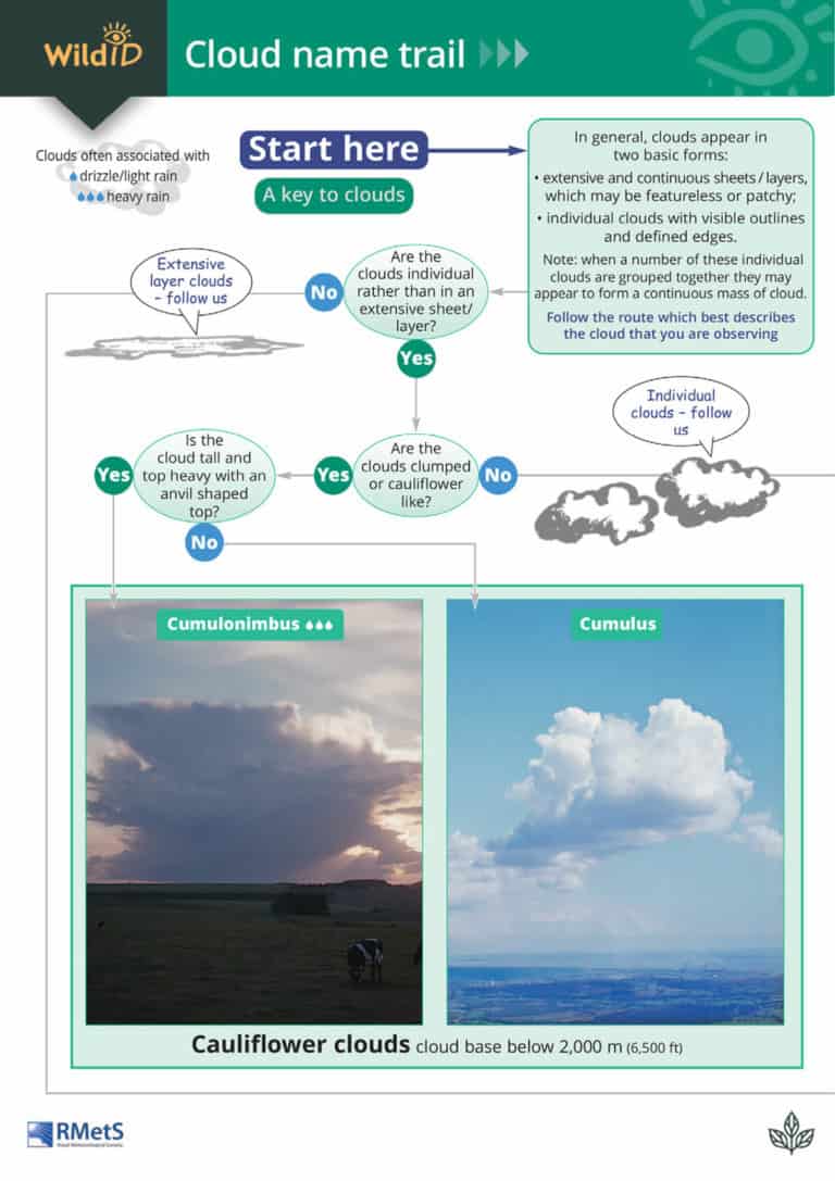 Trees Guide for Great Britain & Ireland | FSC Tree Name Trail