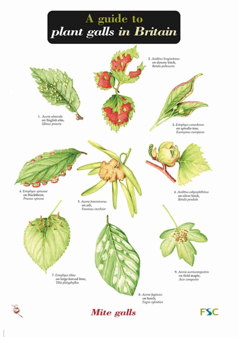 Plant galls guide – Field Studies Council