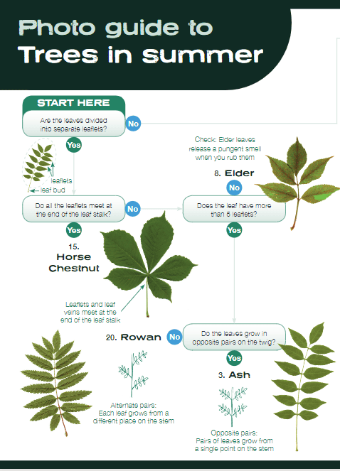 Download your free digital tree ID guides – Field Studies Council