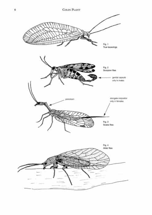 Lacewings AIDGAP | Identification guide | Field Studies Council