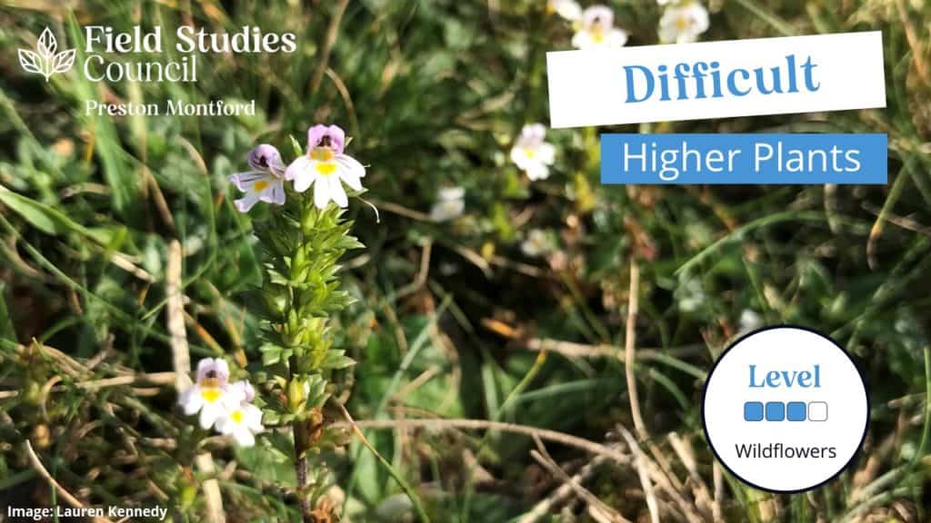 Ferns guide – Field Studies Council