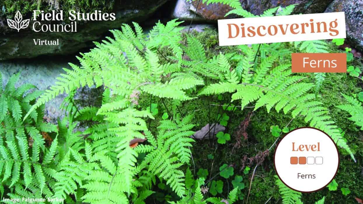 Discovering Ferns - Online – Field Studies Council
