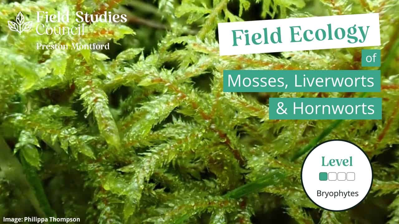Bryophytes Hornworts