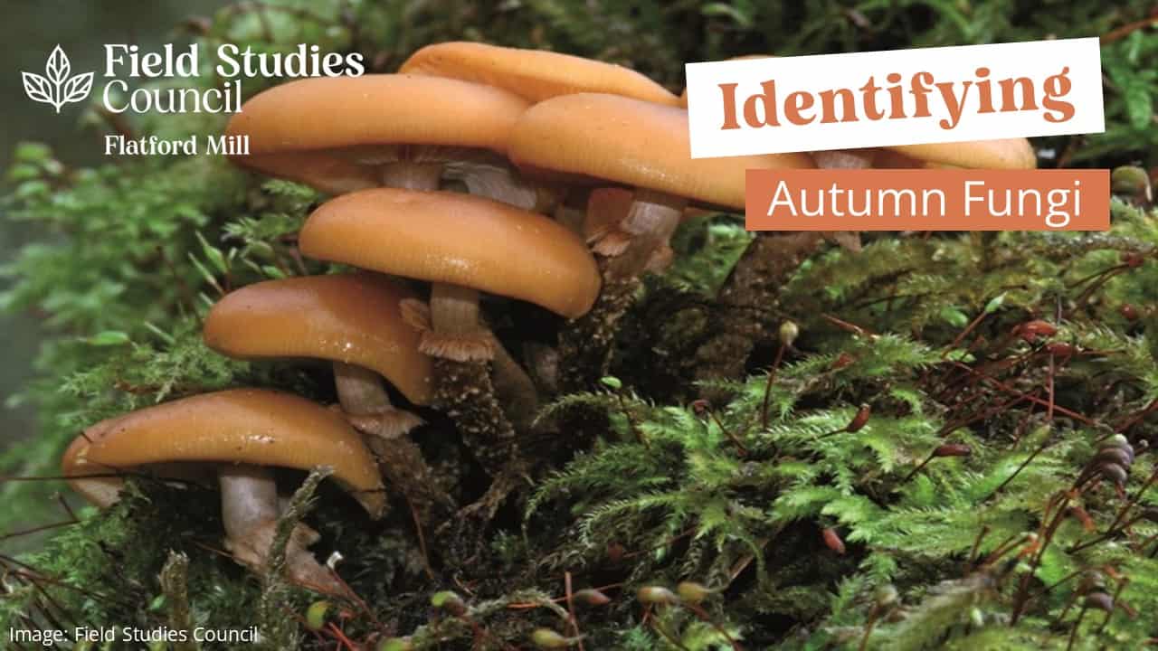 Identifying Autumn Fungi | 2 day Beginner's Fungi Course