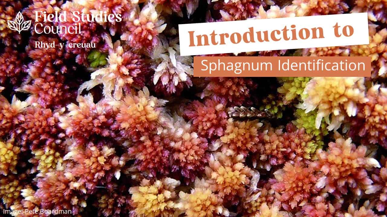 Introduction to Sphagnum Identification – Field Studies Council