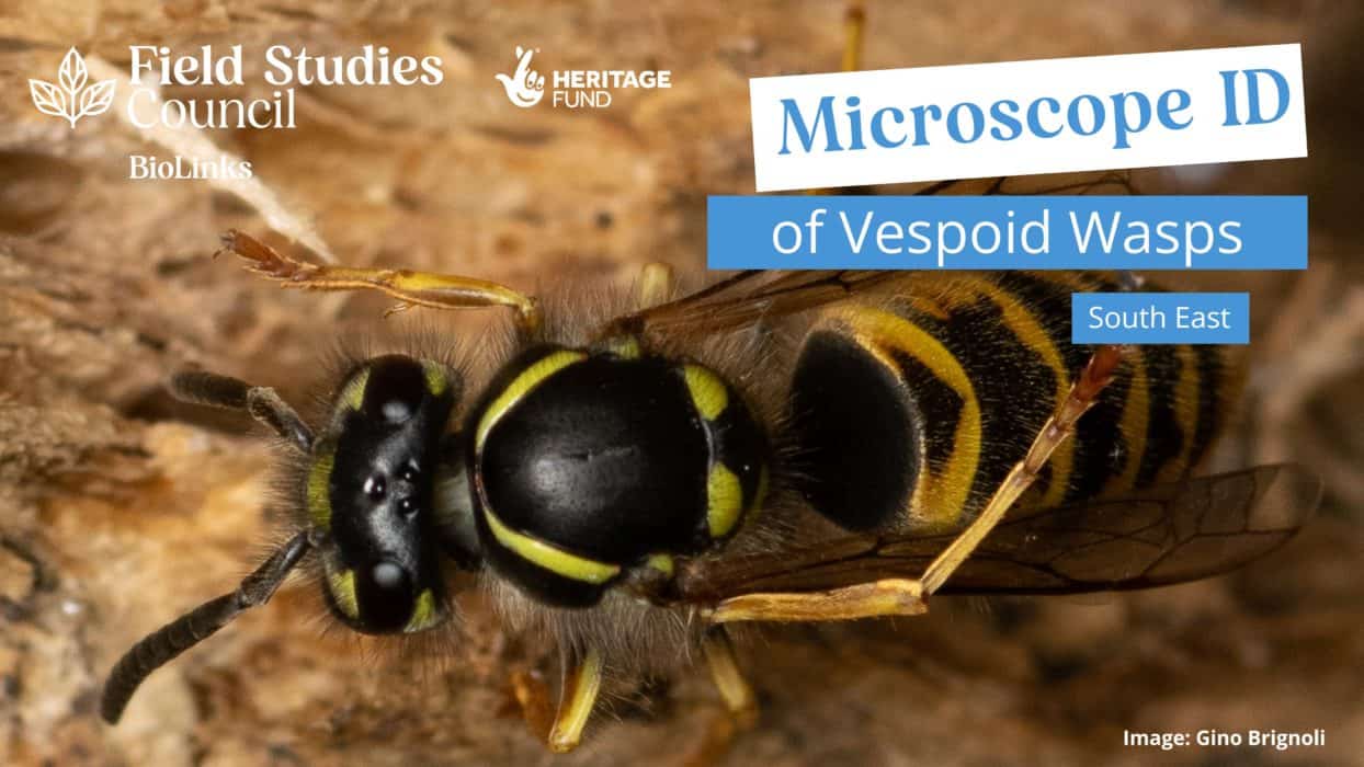 Vespoid Wasp Identification with Microscopes – Field Studies Council