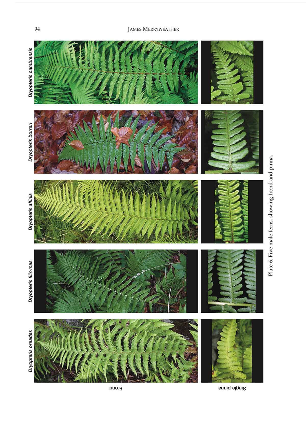 Ferns AIDGAP – Field Studies Council
