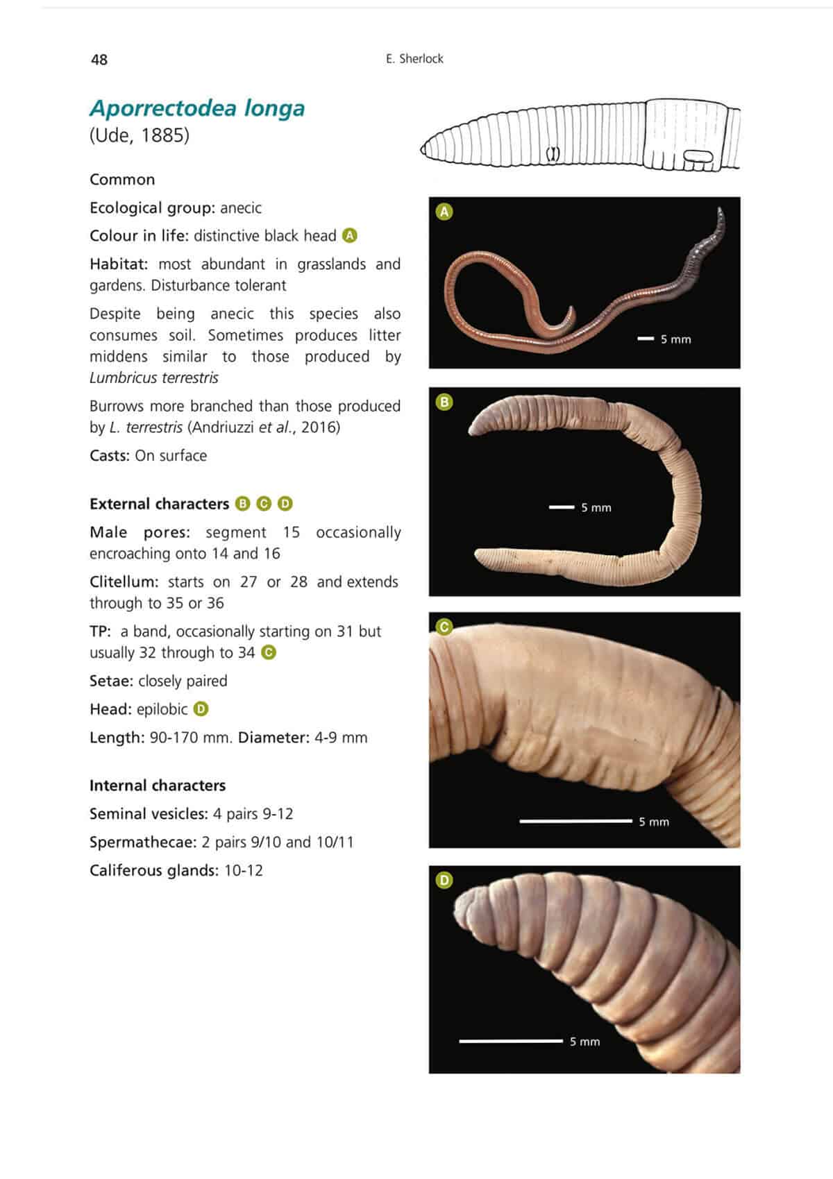 Earthworms AIDGAP | Identification Key Paperback | Field Studies Council
