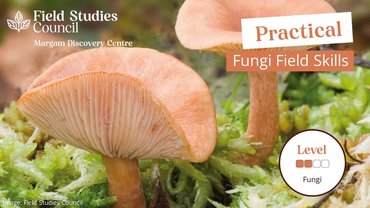 Practical Fungi Skills course | Identification of Fungi | Fieldwork