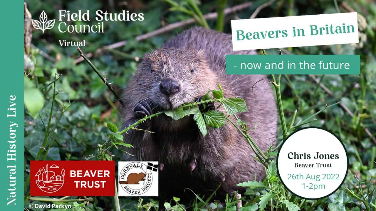 Beavers in Britain - now and the future (Natural History Live) – Field ...