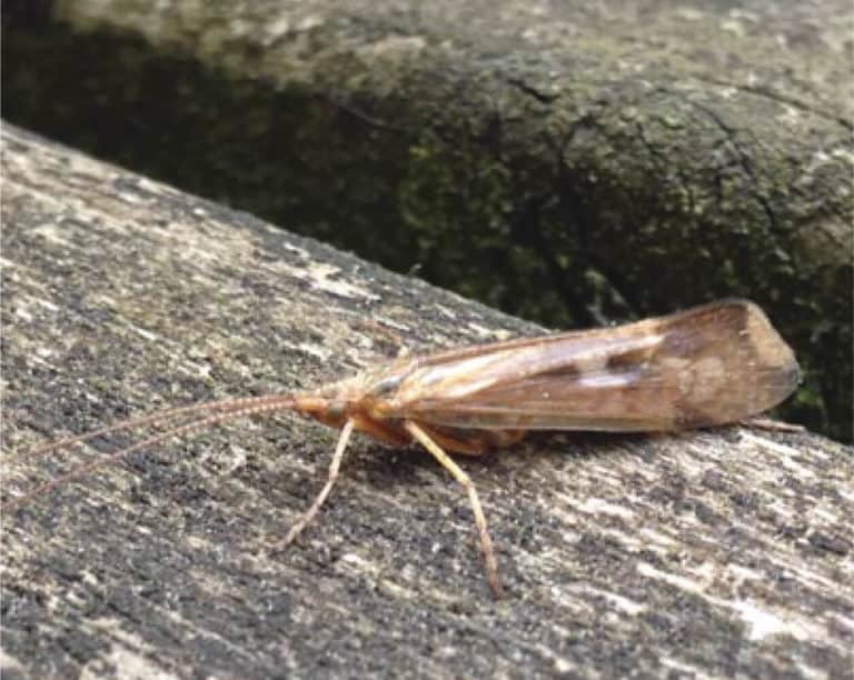 Adult caddis AIDGAP – Field Studies Council