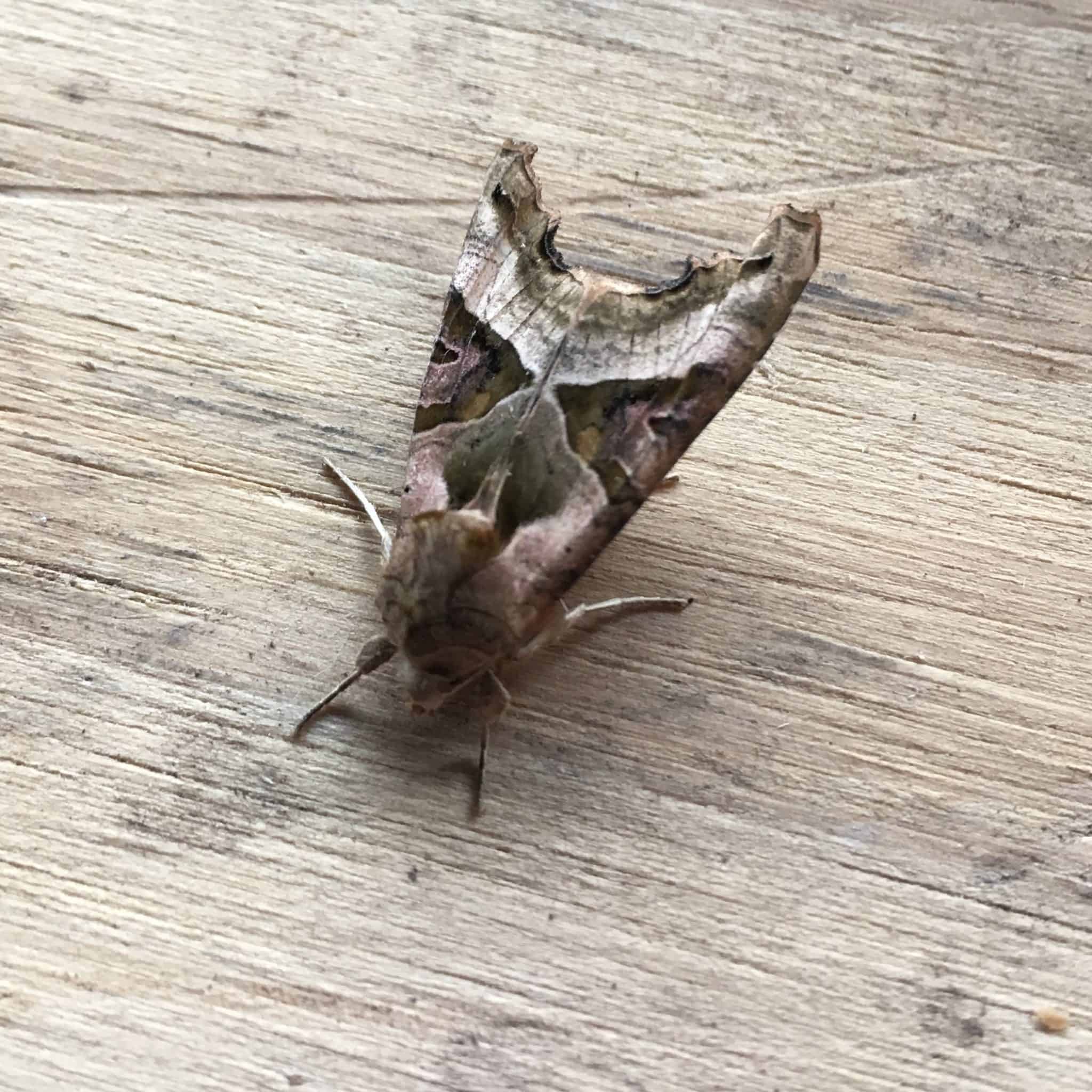 Day-flying Moths in the UK – Field Studies Council