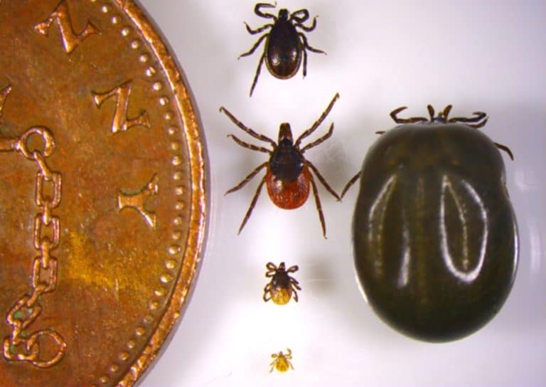 Recording Ticks in the UK (Guest Blog from the Tick Surveillance Scheme ...