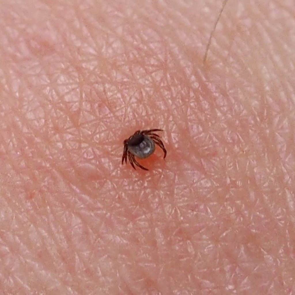 Recording Ticks in the UK (Guest Blog from the Tick Surveillance Scheme ...