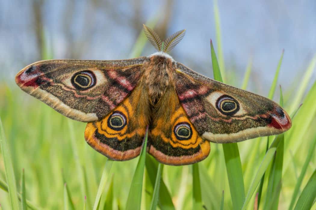 Day-flying Moths in the UK – Field Studies Council