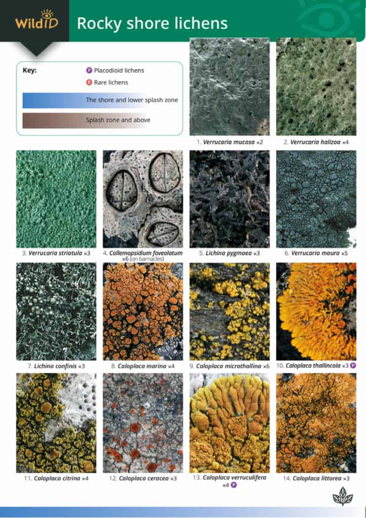 Rocky shore lichens guide – Field Studies Council