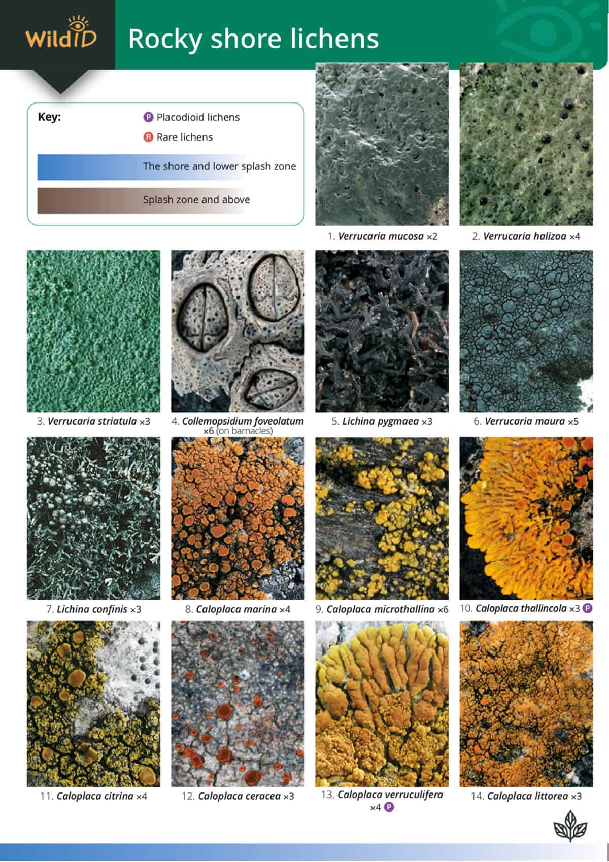 Rocky shore lichens guide – Field Studies Council