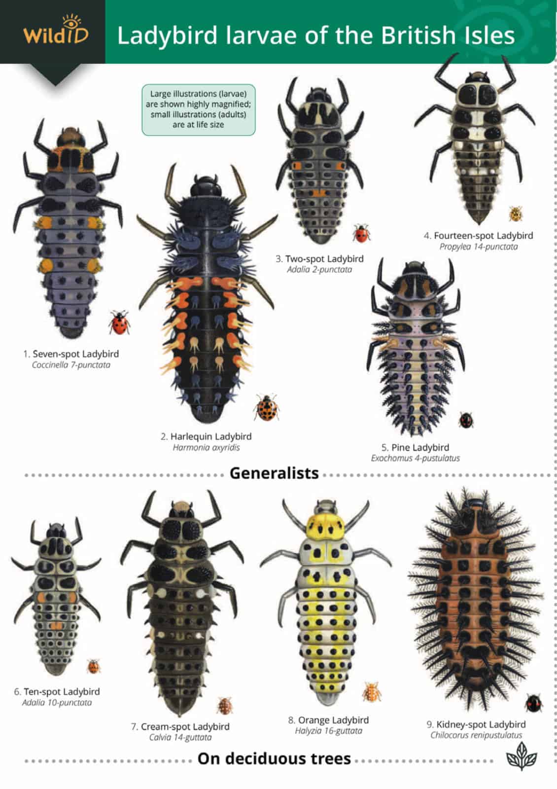 Ladybird Larvae Guide Field Studies Council