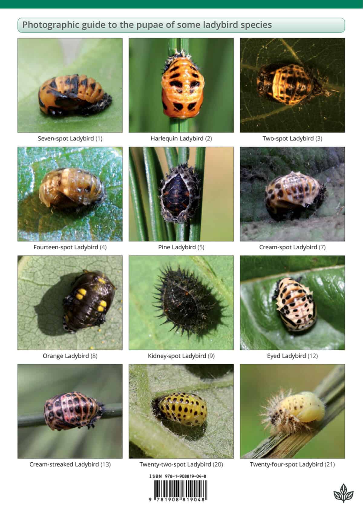 Ladybird larvae guide – Field Studies Council