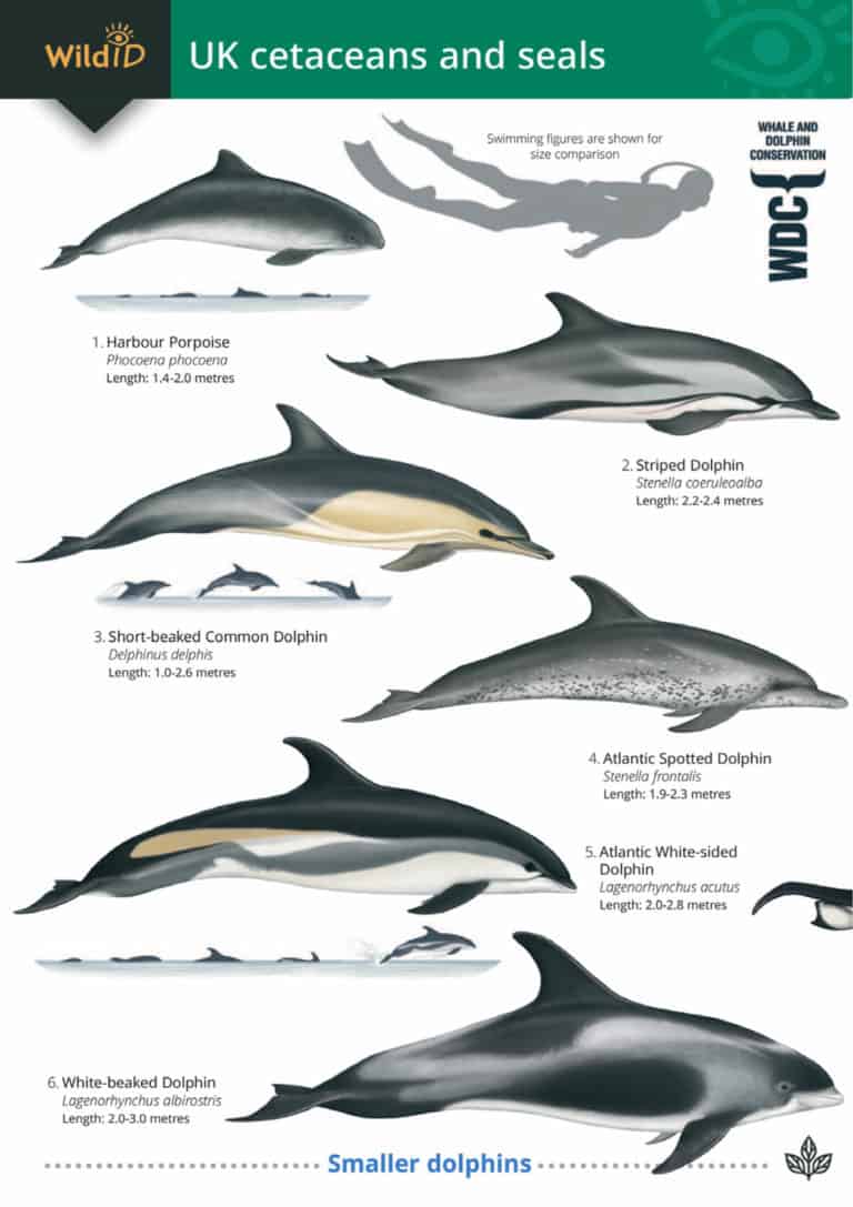 Cetaceans and seals guide – Field Studies Council