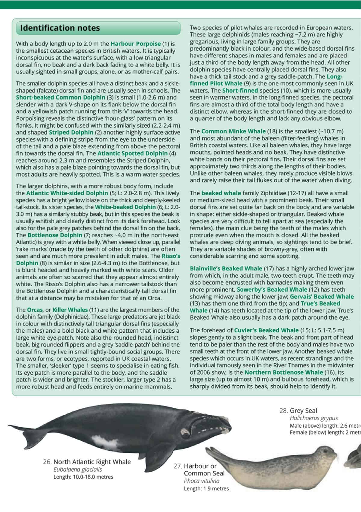 Cetaceans and seals guide – Field Studies Council