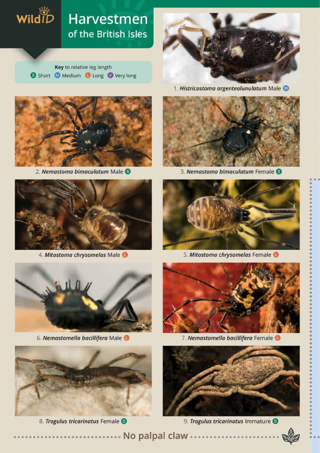Spiders guide – Field Studies Council