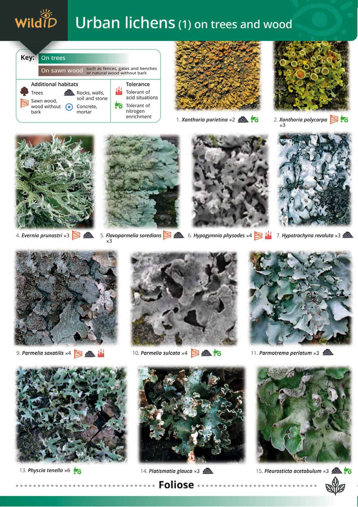 Urban lichens 1 guide – Field Studies Council