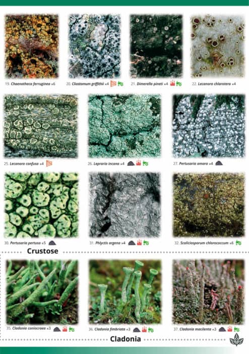 Urban lichens 1 guide – Field Studies Council
