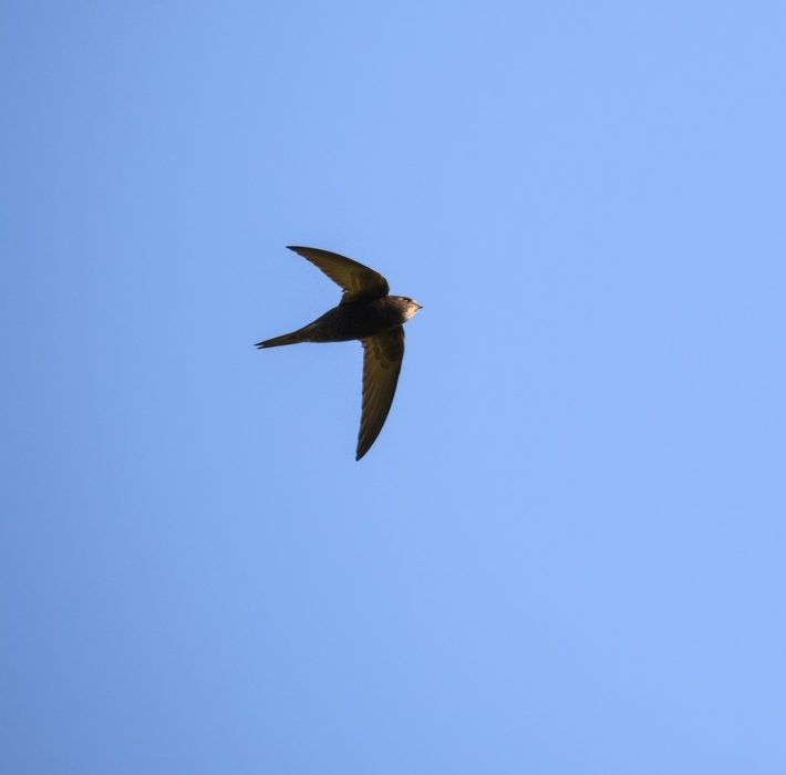 Top 5 Wildlife to Spot in August – Field Studies Council