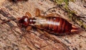 The Minibeast, The Myth, The Legend - Earwigs in the UK – Field Studies ...