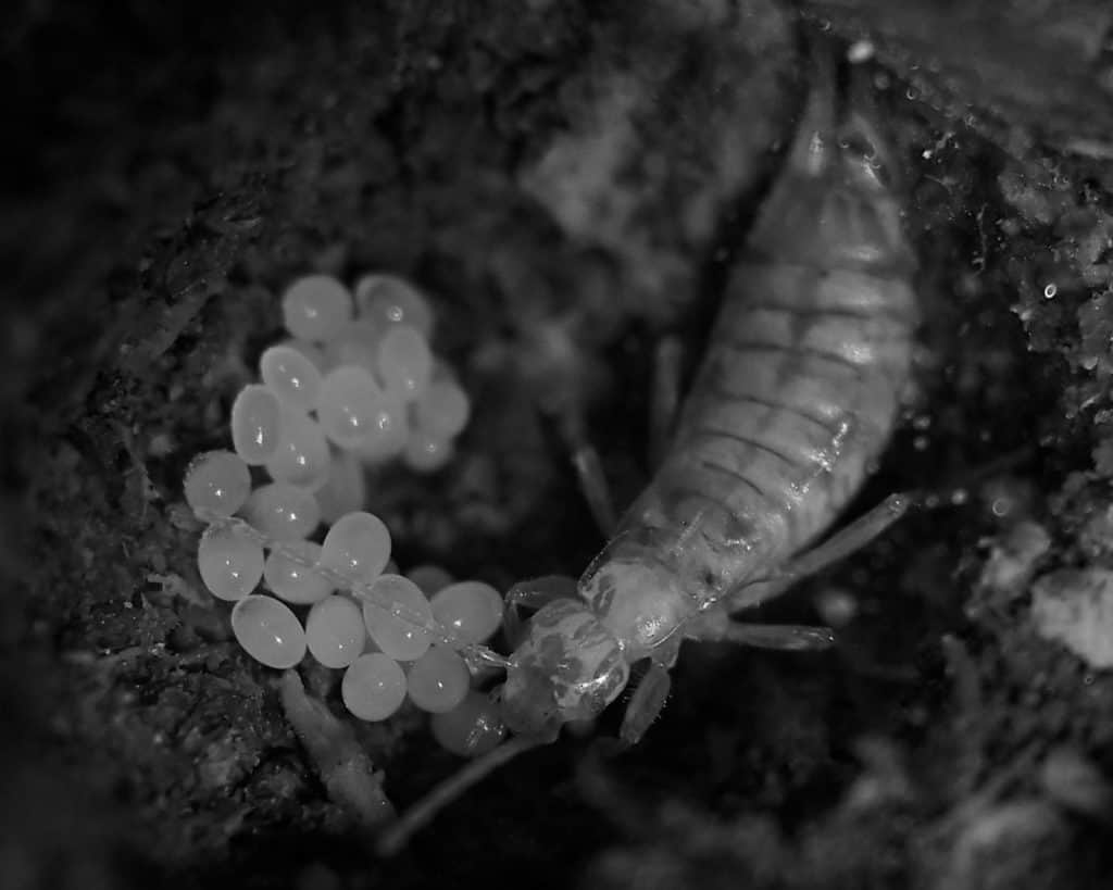 The Minibeast, The Myth, The Legend - Earwigs in the UK – Field Studies ...