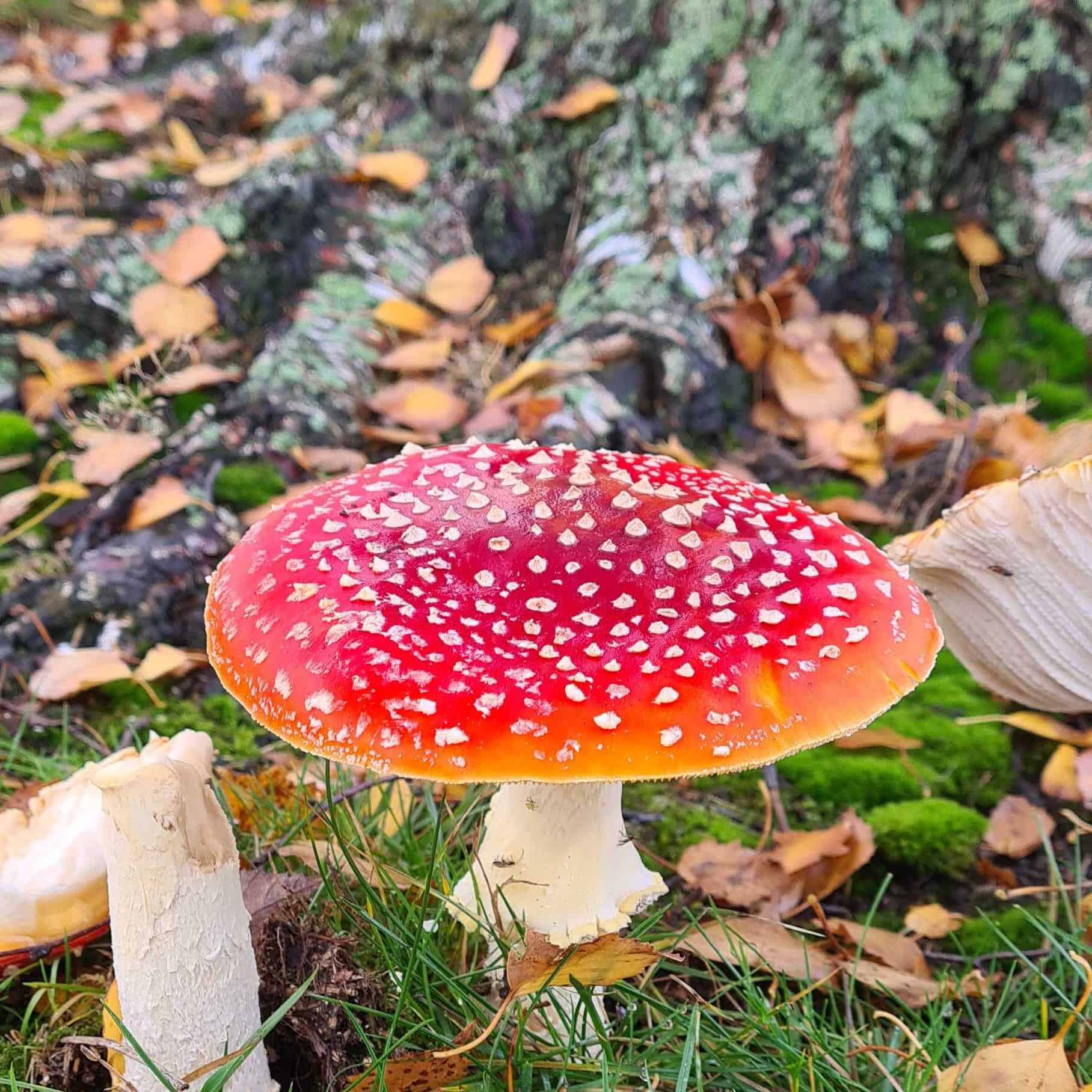 Top 5 Wildlife to Spot in August – Field Studies Council