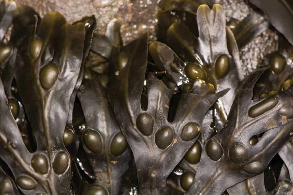 Seaweeds guide – Field Studies Council