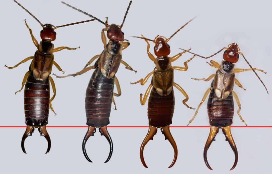 The Minibeast, The Myth, The Legend - Earwigs in the UK – Field Studies ...