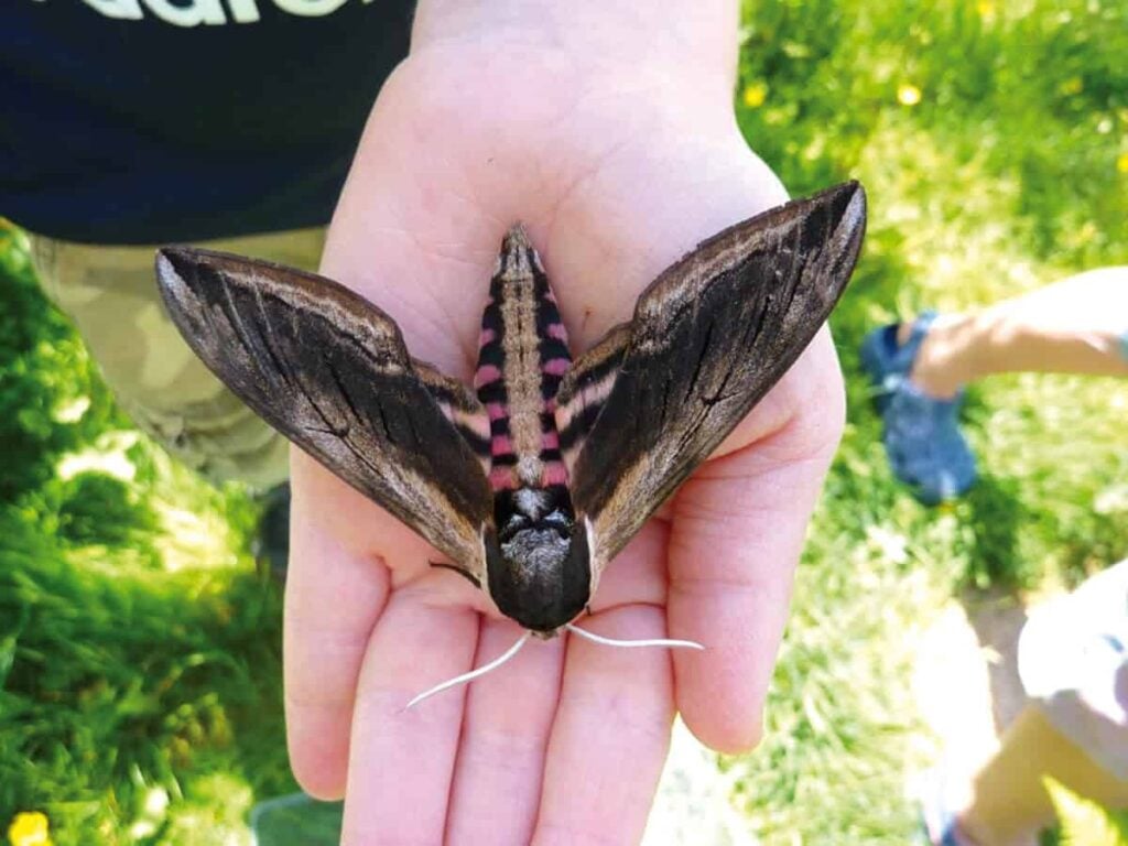 Hawkmoths guide – Field Studies Council