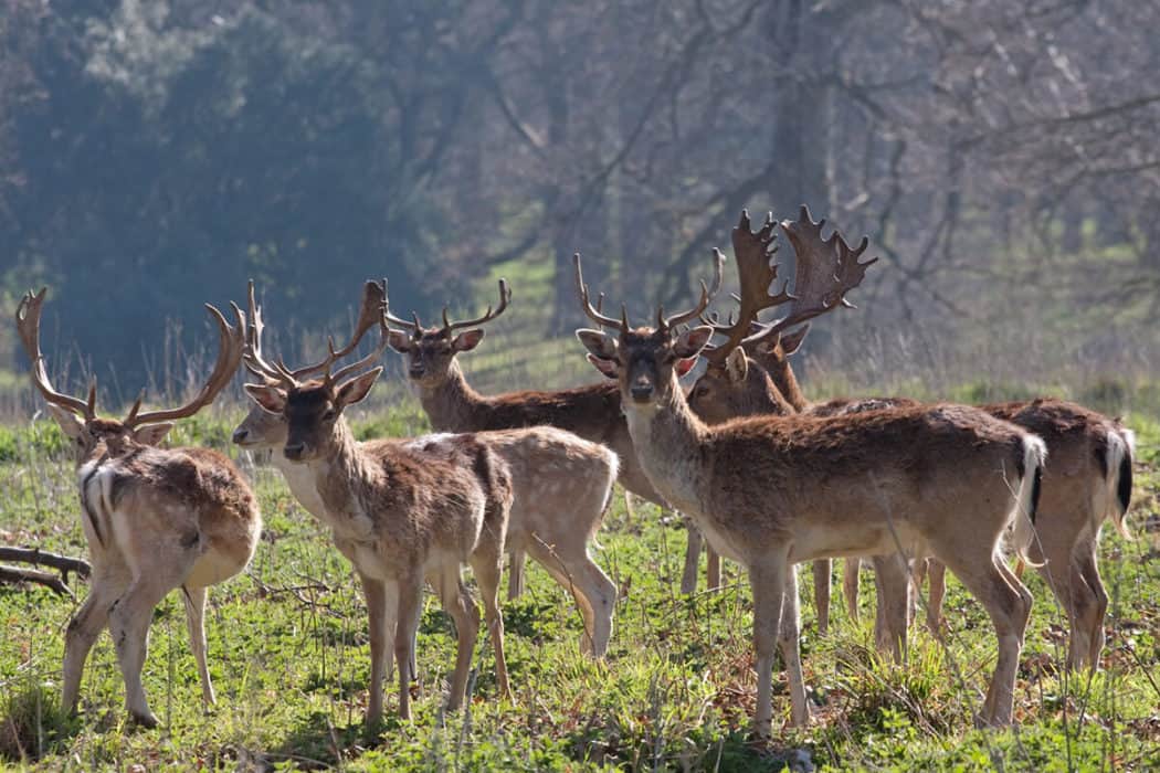 Land mammals guide – Field Studies Council