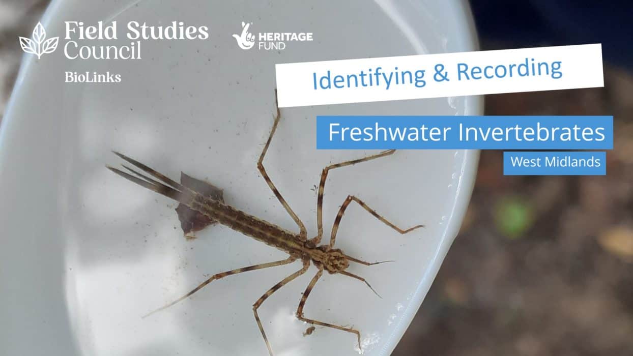 Identifying and Recording Freshwater Invertebrates - 11/11/2022 – Field ...