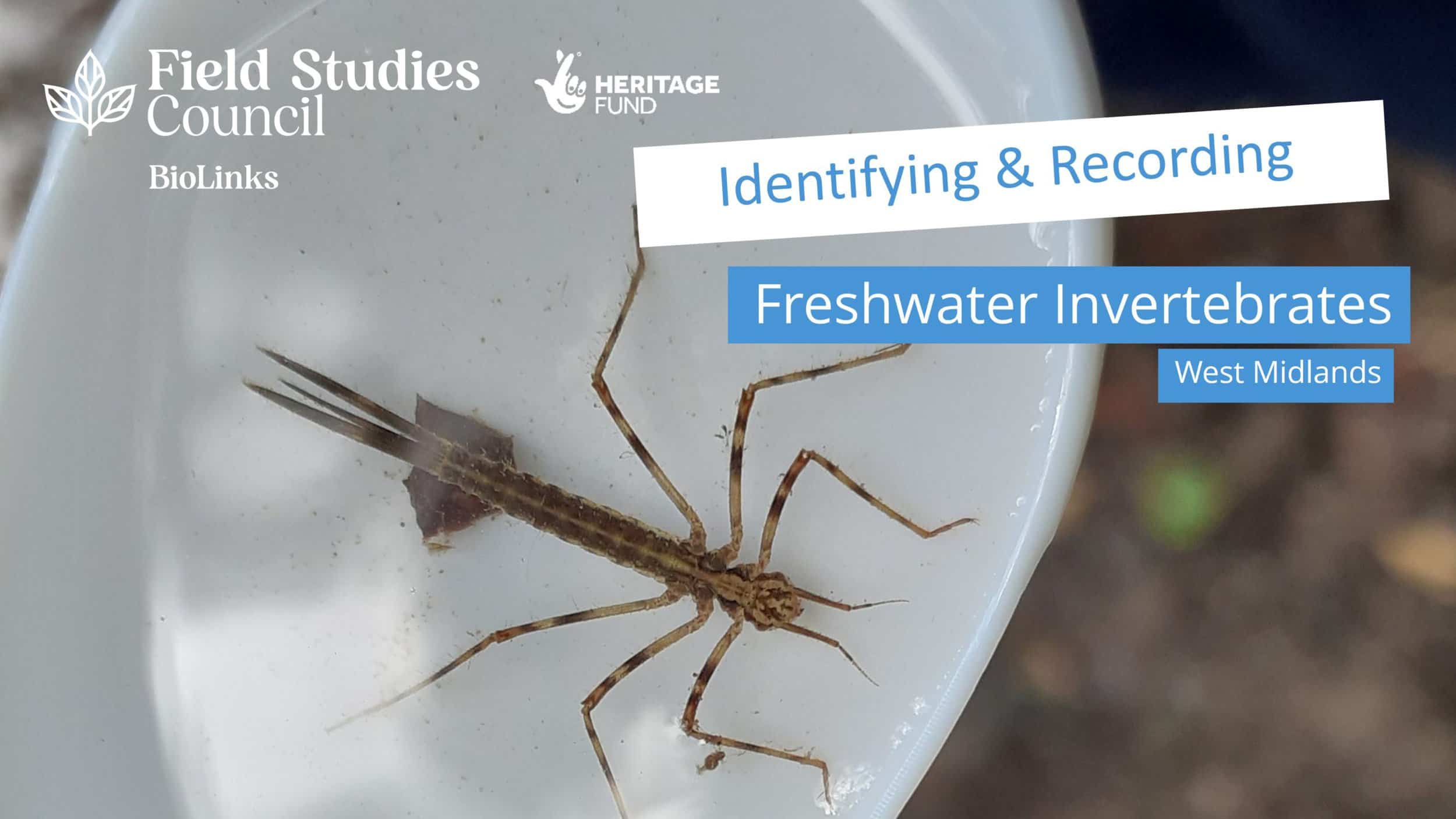 Identifying and Recording Freshwater Invertebrates - 11/11/2022 – Field ...
