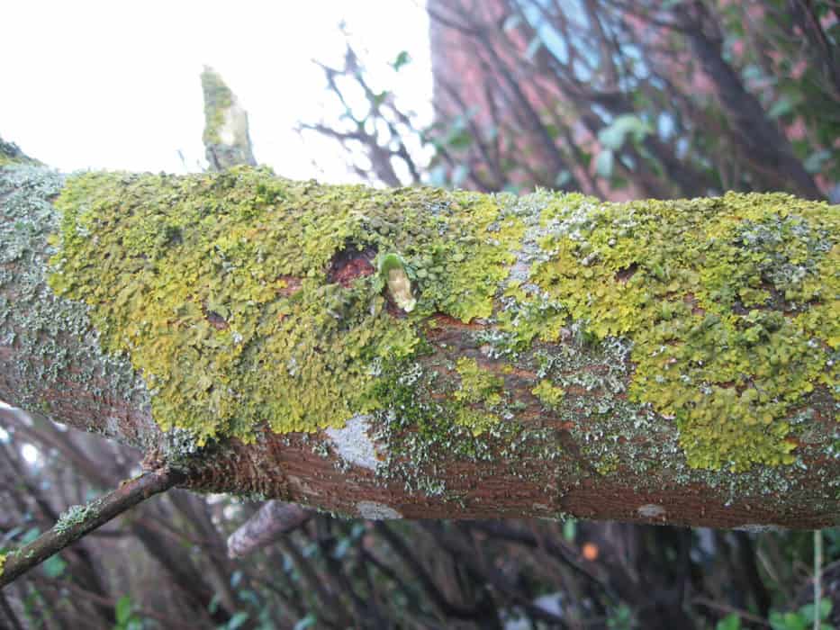 Urban lichens 1 guide – Field Studies Council