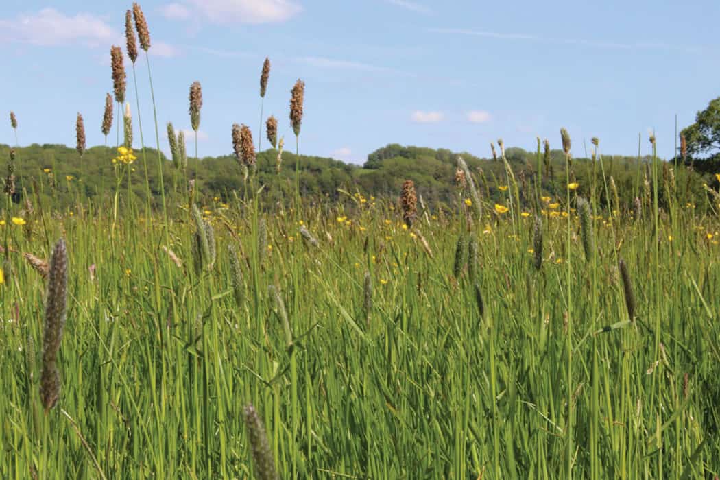 Grasses guide – Field Studies Council