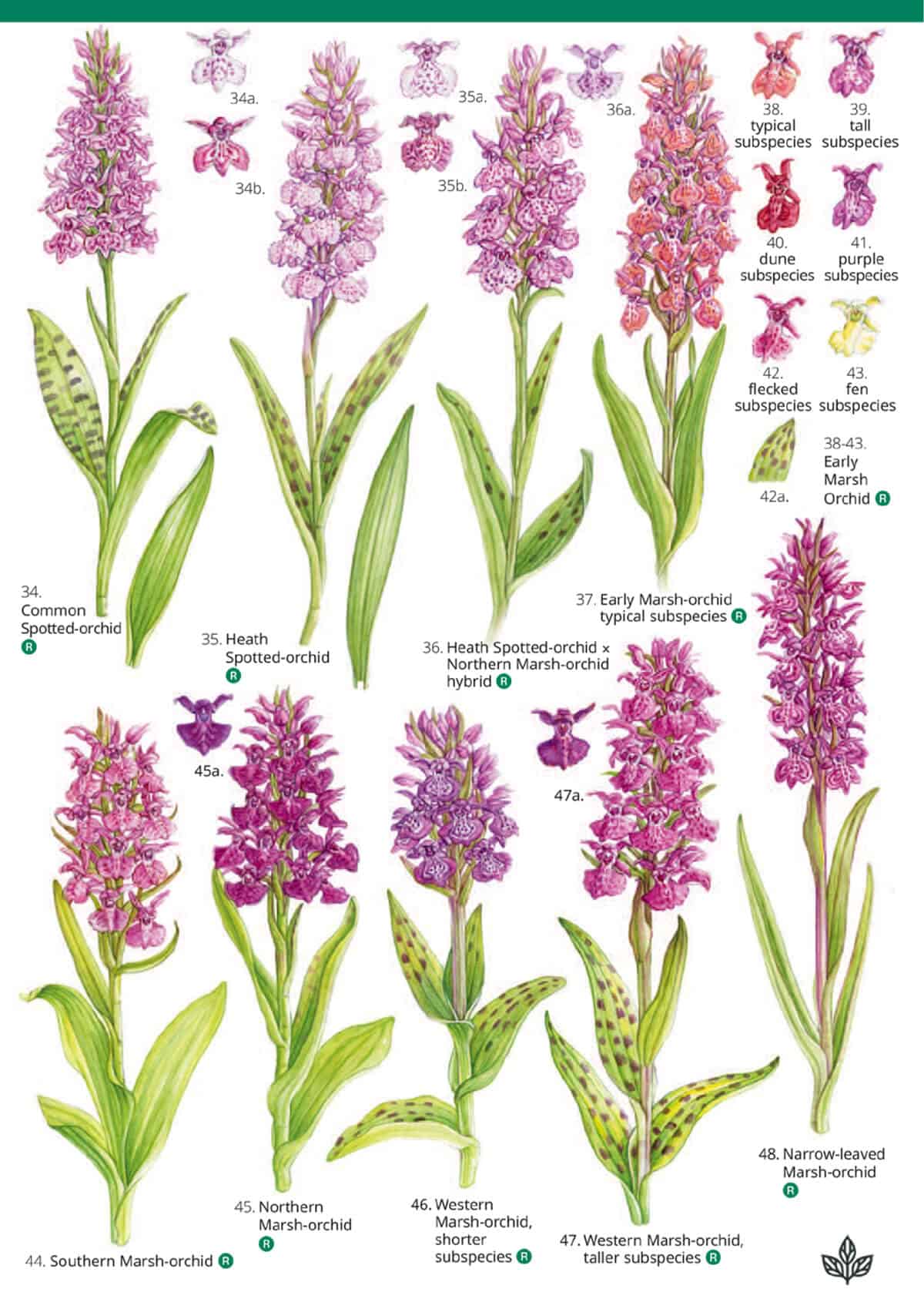 British Orchids Identification Guide | FSC Orchids Guide