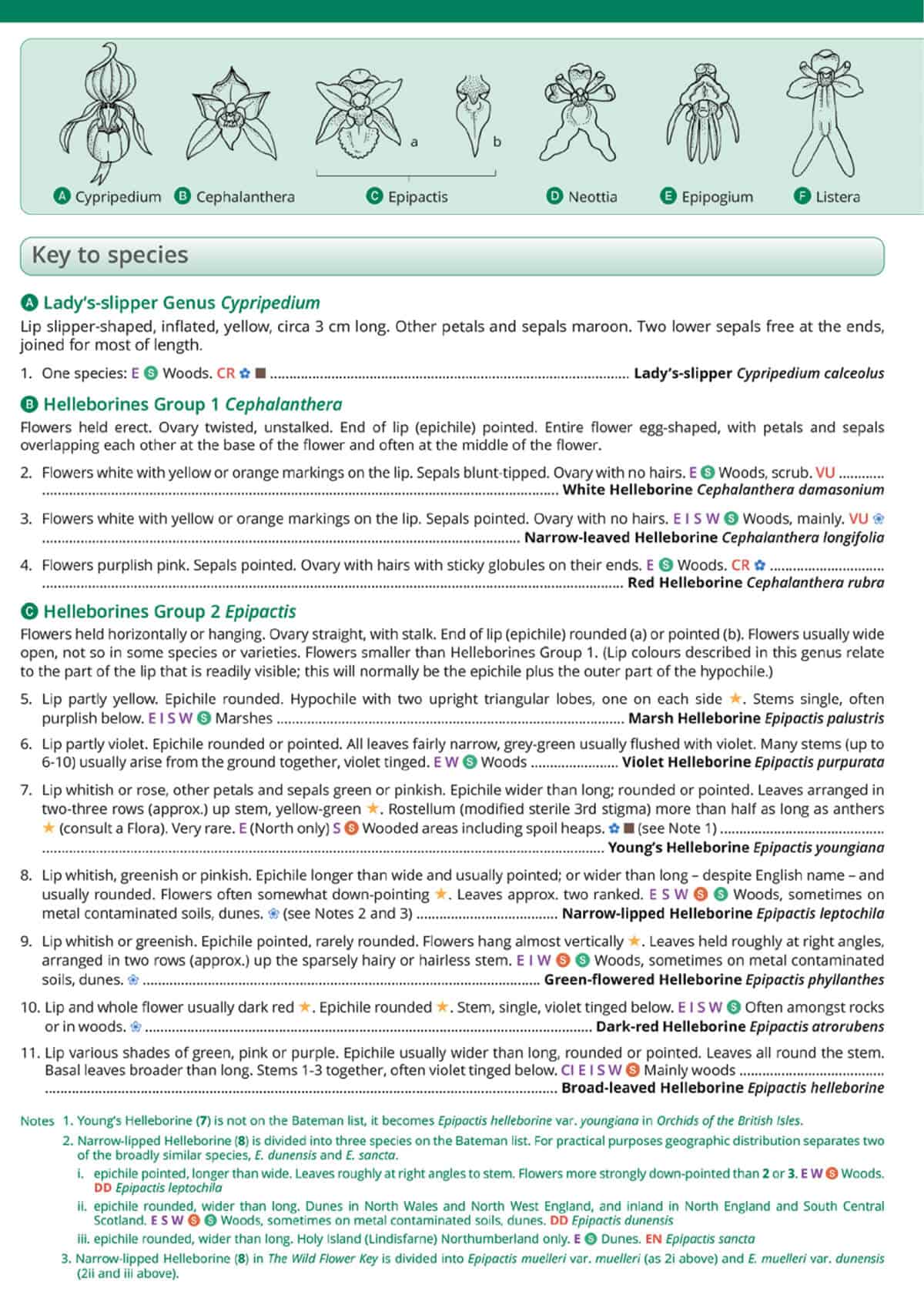 British Orchids Identification Guide | FSC Orchids Guide